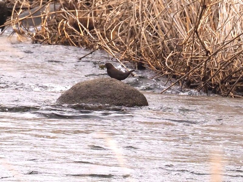 巣造りを始めたカワガラス - 大山鹿のブログ