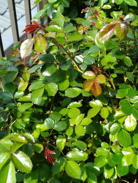 みちづれの猫 - ＊～百子の部屋～＊