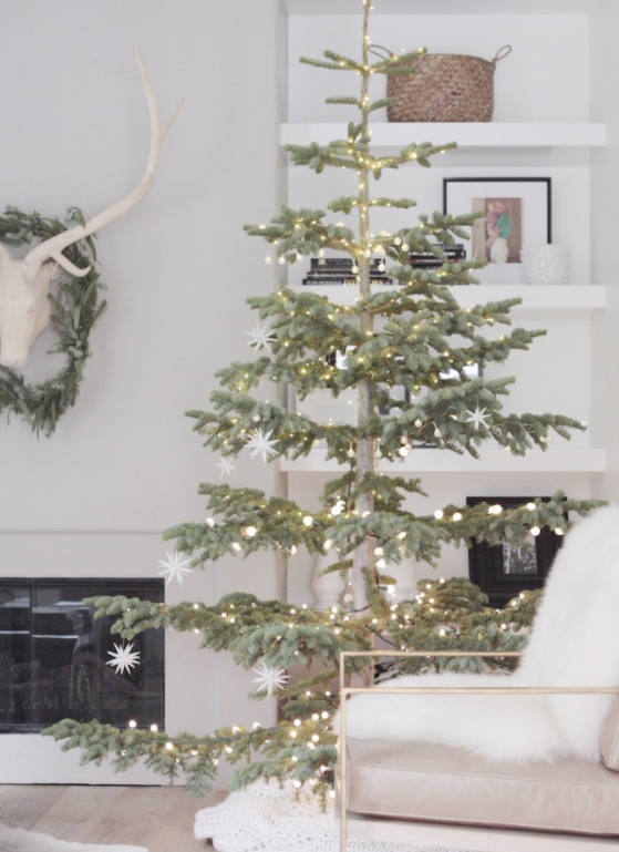 珍しいクリスマスツリー、Alpine Noble アルパイン・ノーブル - オレゴンから、Hi♪