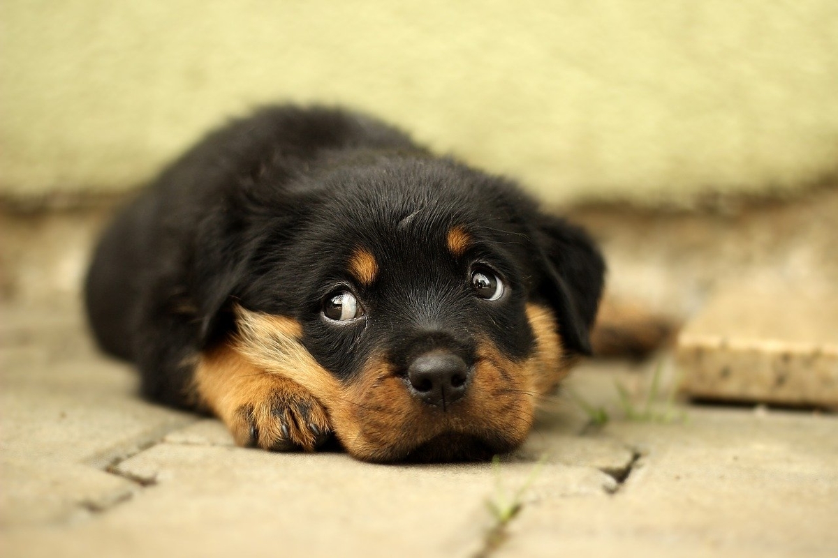 Your First Rotti Pup - Guardian Canine