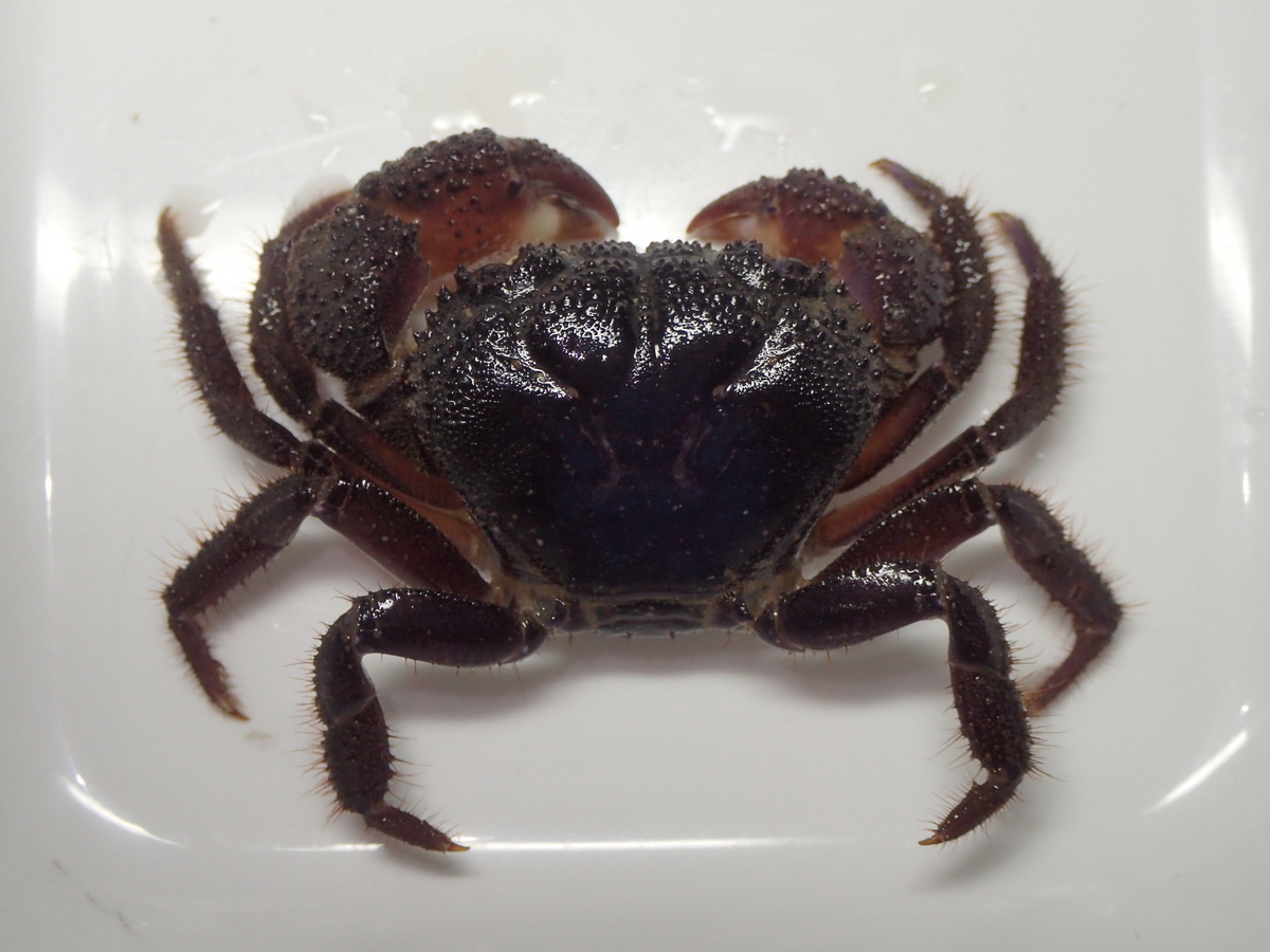 城ヶ崎のイボイワオウギガニ - 大阪湾海岸生物研究会のブログ