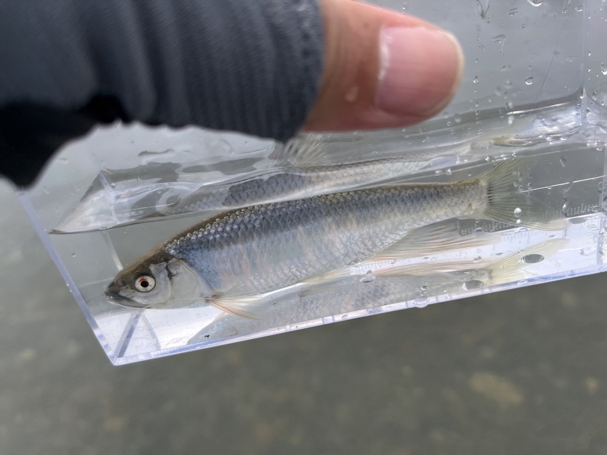 多摩川釣行記 ‘23/6/10 川相が大きく変わった - 多摩川下流で釣りましょう