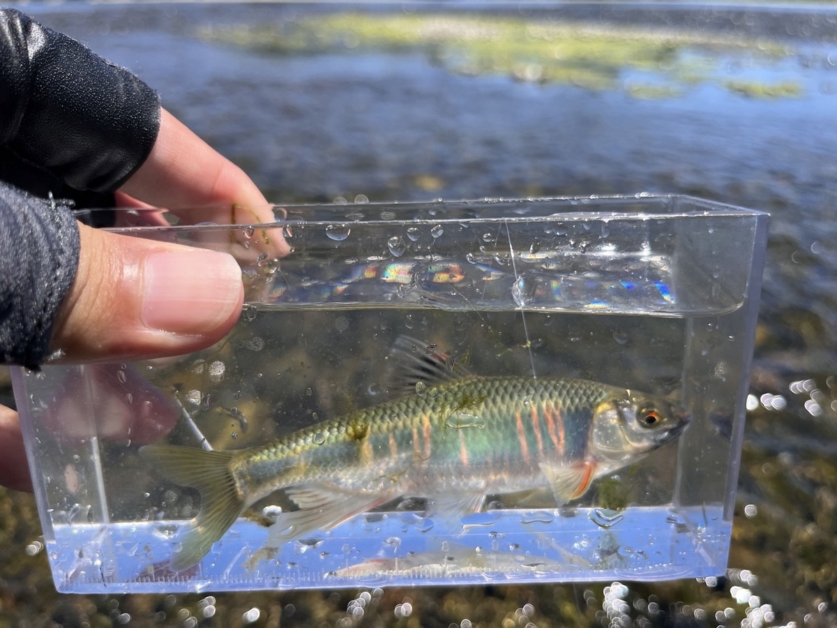 多摩川釣行記 ‘23/07/30 第三京浜下 - 多摩川下流で釣りましょう