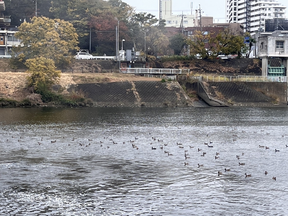 多摩川釣行記 ‘23/11/26 小雨の二子橋 - 多摩川下流で釣りましょう