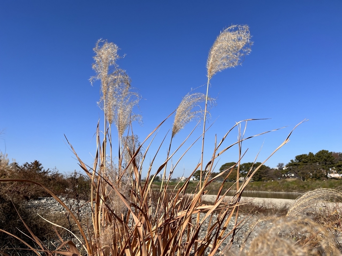 多摩川釣行記 ‘23/12/10 調布取水堰へ - 多摩川下流で釣りましょう