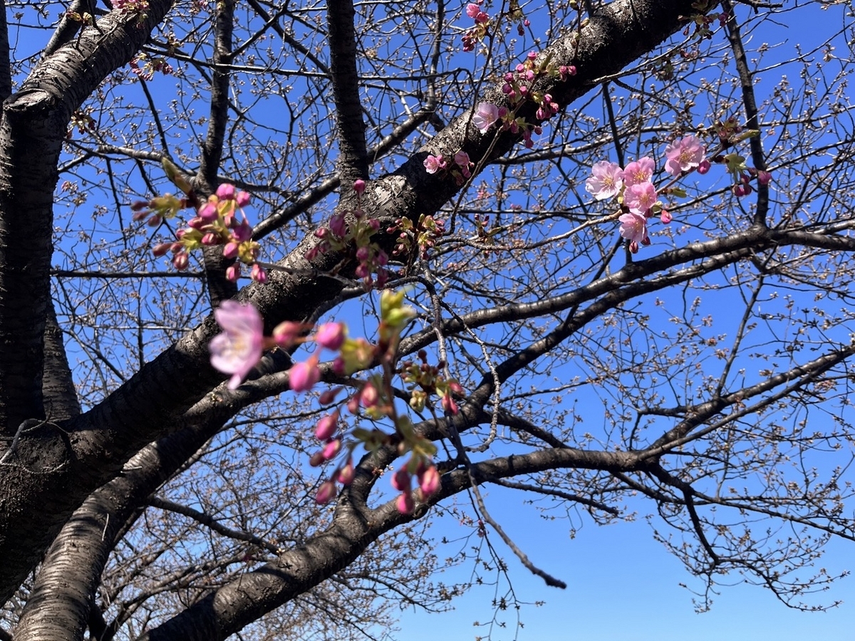 [多摩川マルタウグイ] マルタウグイが明確に漁業権魚種になりました - 多摩川下流で釣りましょう