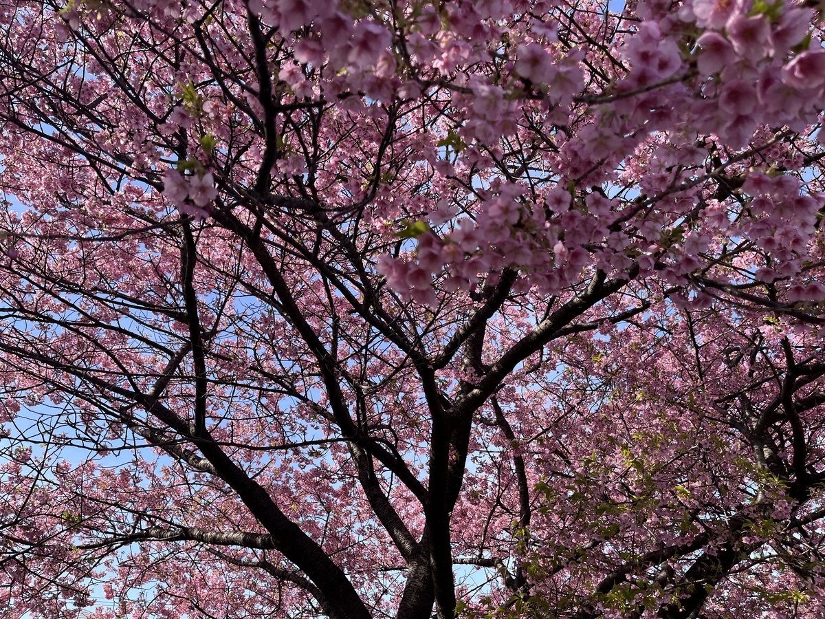 多摩川 宇奈根にウグイの産卵床を作りました - 多摩川下流で釣りましょう