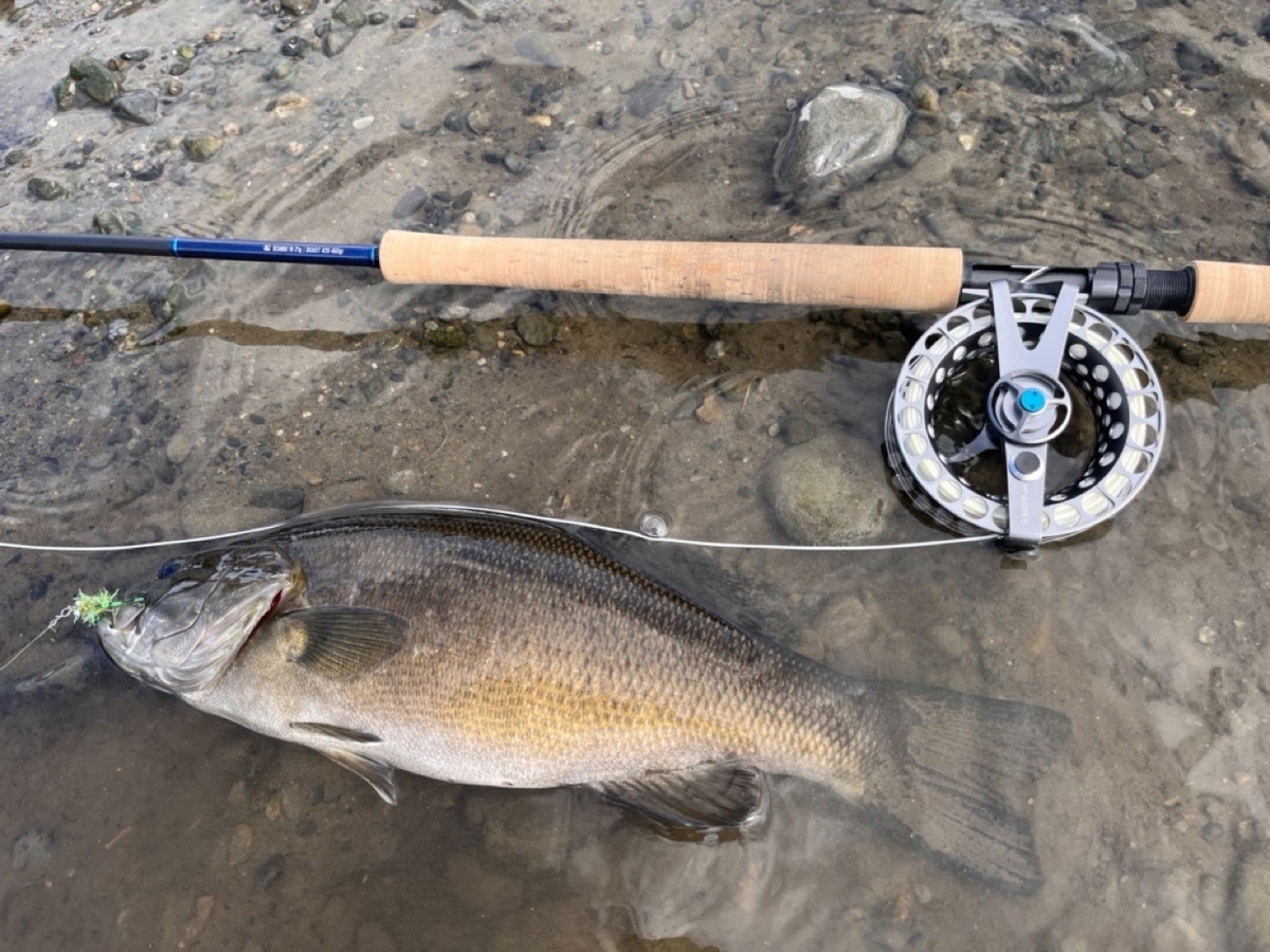 多摩川釣行記 新幹線橋梁下で居ては行けない魚が - 多摩川下流で釣りましょう
