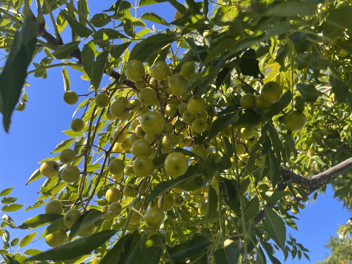 多摩川釣行記 魚を探しに行ったけれど居ない - 多摩川下流で釣りましょう