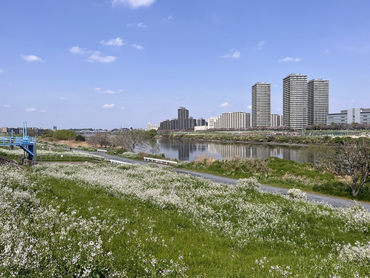 多摩川下流で釣りましょう