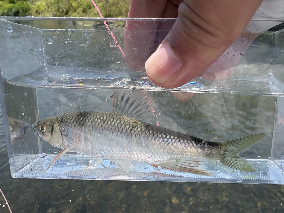'2025/06/28 初めてのハスを釣りに某川へ - 多摩川下流で釣りましょう