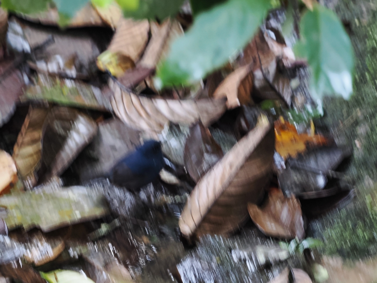 ピンボケの嬉しい2種、Bornean Shortwingとアカガシラシャコ - 鳥見っけ♪