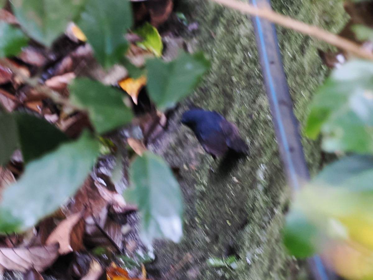 ピンボケの嬉しい2種、Bornean Shortwingとアカガシラシャコ - 鳥見っけ♪