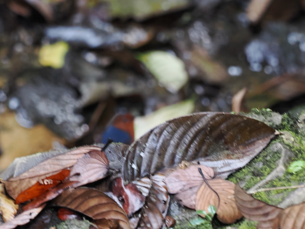 ピンボケの嬉しい2種、Bornean Shortwingとアカガシラシャコ - 鳥見っけ♪