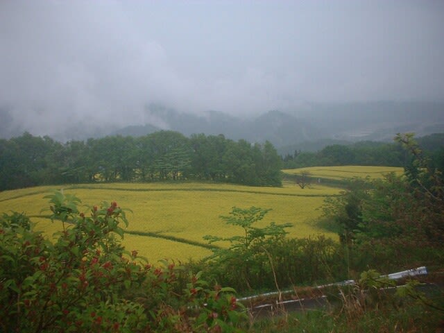 昨日雨の中菜の花のを見に出かけました。一年前の思い出のブログから～ - oton_yukioyahoocojp’s blog