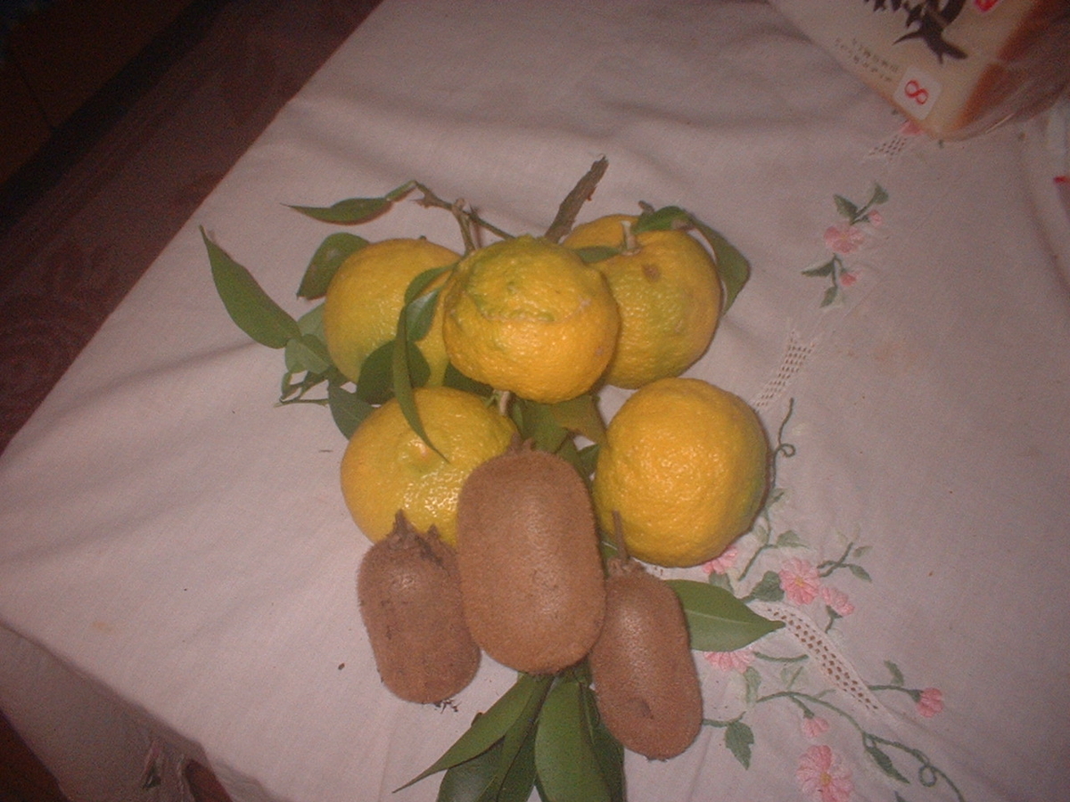 柚子とマロンと🐰オジンの一日 - oton_yukioyahoocojp’s blog