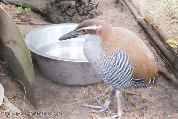 Guam Zoological Botanical and Marine Garden - A to Z - aquariums and zoos