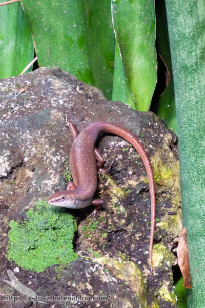 Guam Zoological Botanical and Marine Garden - A to Z - aquariums and zoos