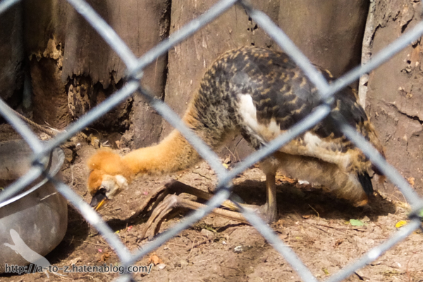 Guam Zoological Botanical and Marine Garden - A to Z - aquariums and zoos