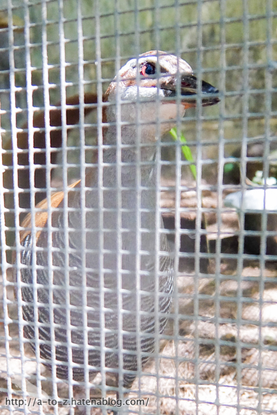 Guam Zoological Botanical and Marine Garden - A to Z - aquariums and zoos