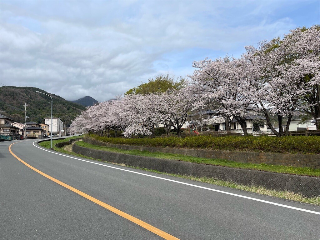 桜 - ozakoつぶやき