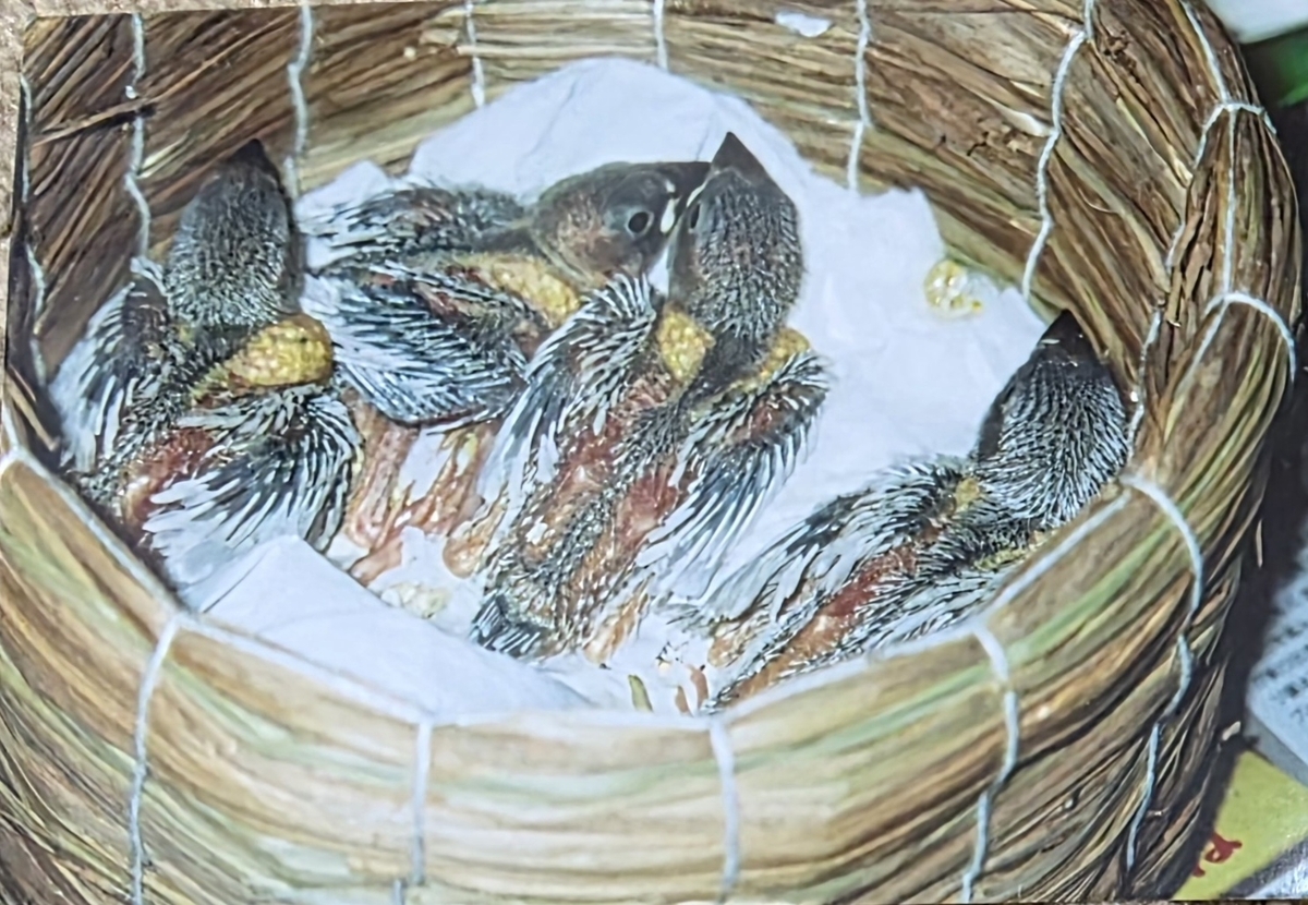 文鳥のヒナ達の成鳥記録 ～思い出編～ - 鳥 つれづれ日記