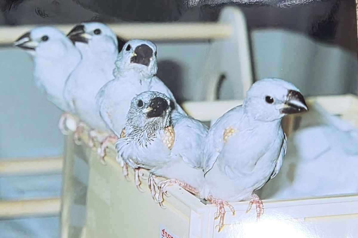 文鳥のヒナ達の成鳥記録 ～思い出編～ - 鳥 つれづれ日記