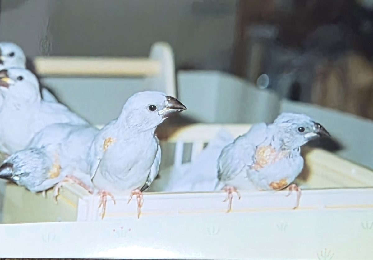 文鳥のヒナ達の成鳥記録 ～思い出編～ - 鳥 つれづれ日記