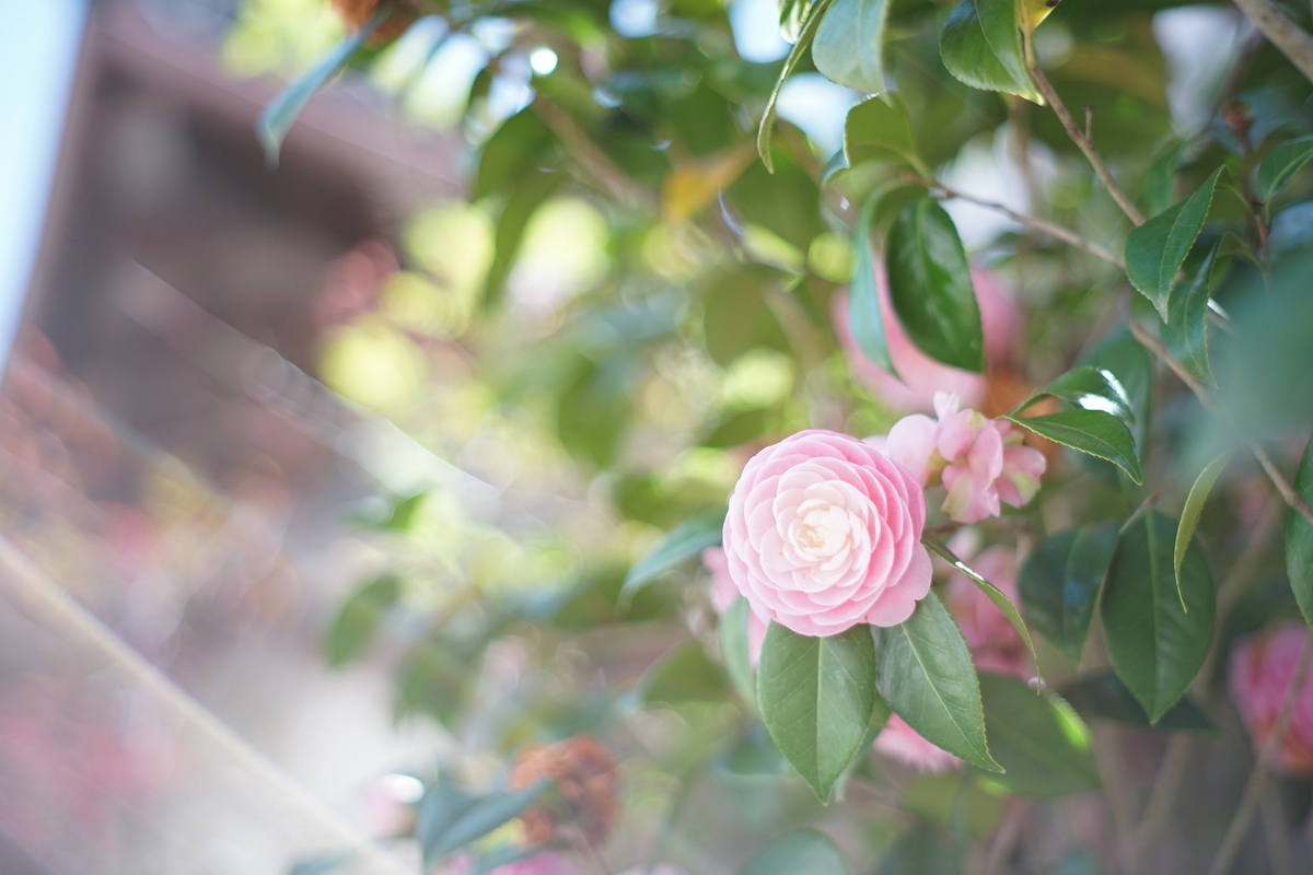 Spring（X-E4,α7Ⅱ,Z6Ⅱ） - PEIZO SNAPS