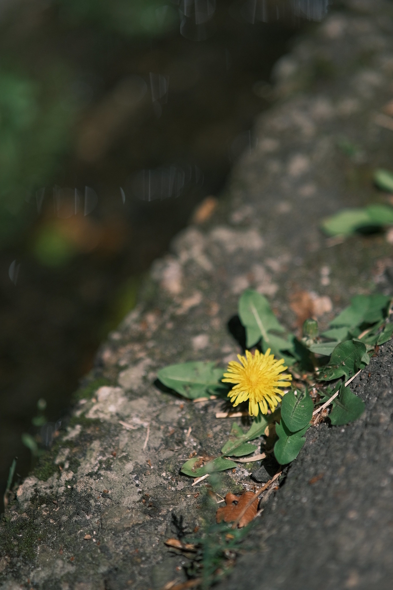 Spring（X-E4,α7Ⅱ,Z6Ⅱ） - PEIZO SNAPS