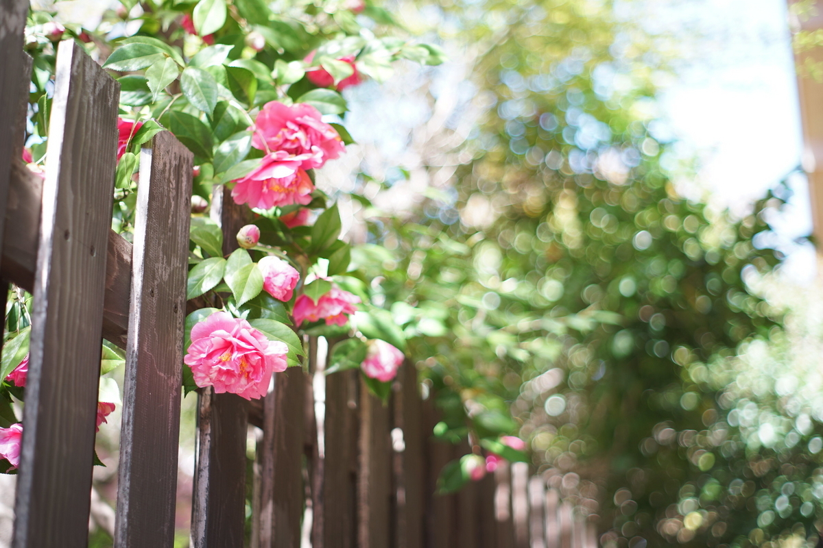 Spring（X-E4,α7Ⅱ,Z6Ⅱ） - PEIZO SNAPS