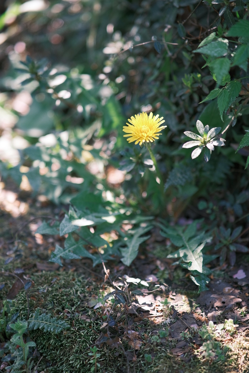 Spring（X-E4,α7Ⅱ,Z6Ⅱ） - PEIZO SNAPS