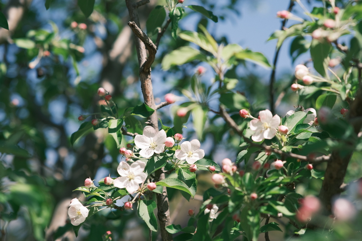 Spring（X-E4,α7Ⅱ,Z6Ⅱ） - PEIZO SNAPS
