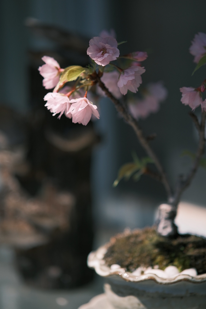 Spring（X-E4,α7Ⅱ,Z6Ⅱ） - PEIZO SNAPS