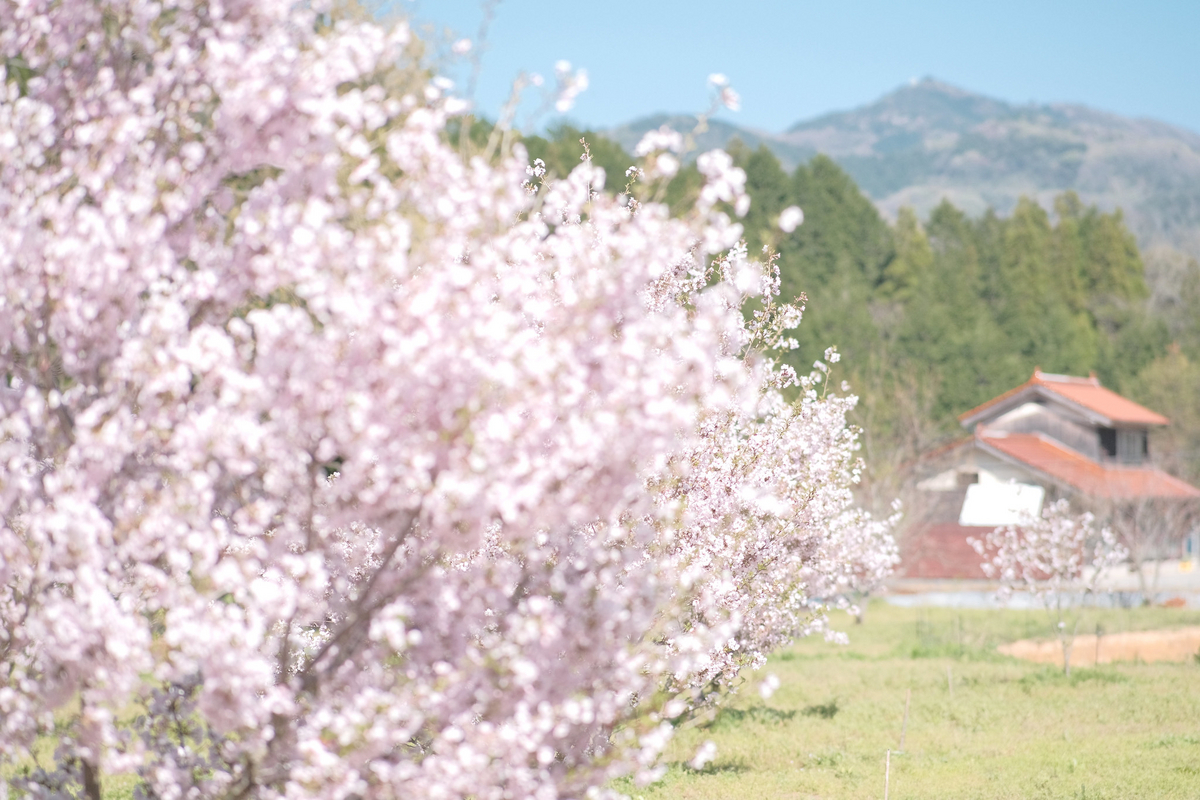 Spring（X-E4,α7Ⅱ,Z6Ⅱ） - PEIZO SNAPS