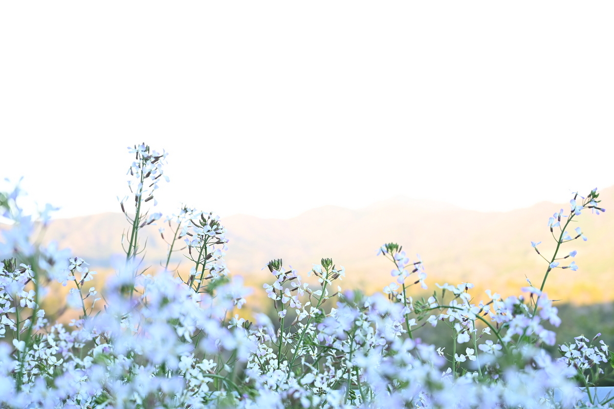 Spring（X-E4,α7Ⅱ,Z6Ⅱ） - PEIZO SNAPS