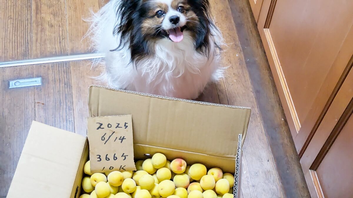 犬のシャンプーで悩んでいる方へ｜C-CELL LINO実体験レビュー｜洗っても臭う・絡む毛に効果あり！ - 「犬にバカなし、バカは飼い主 ...