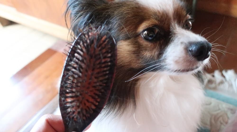犬のシャンプーで悩んでいる方へ｜C-CELL LINO実体験レビュー｜洗っても臭う・絡む毛に効果あり！ - 「犬にバカなし、バカは飼い主 ...
