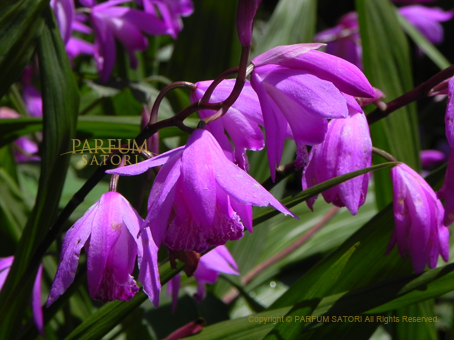 シラン Bletilla striata Reichb - パルファン サトリの香り紀行