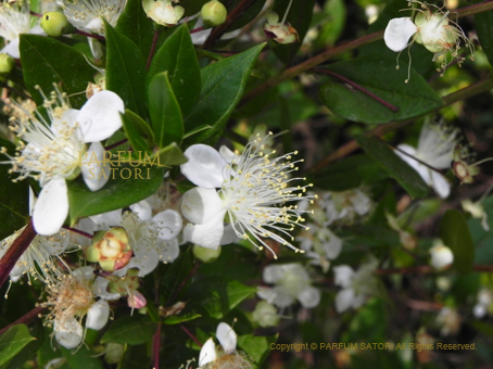 'Mignon'Johann Wolfgang von Goethe - パルファン サトリの香り紀行