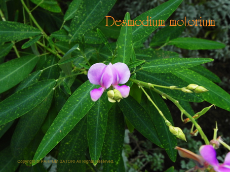 舞う植物 マイハギ Desmodium motorium(Houtt)Merrill - パルファン サトリの香り紀行