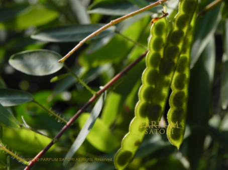 舞う植物 マイハギ Desmodium motorium(Houtt)Merrill - パルファン サトリの香り紀行