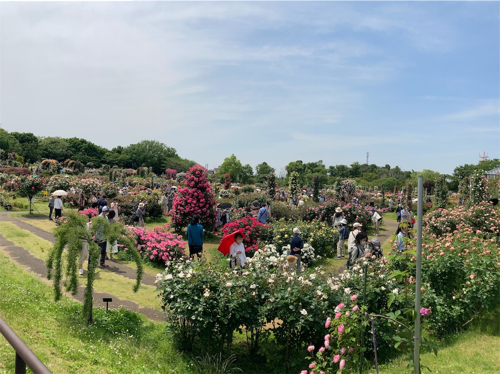 京成バラ園でバラ、薔薇満喫〜♡ - hitomi's favorite