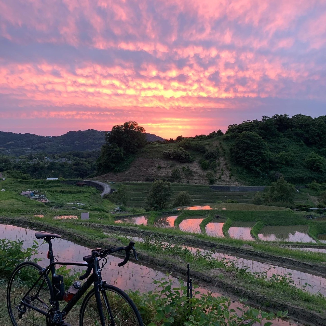 モモちゃん上京物語。～MERIDA SCULTURA 100を橋渡し!!～ - マメとニンジン