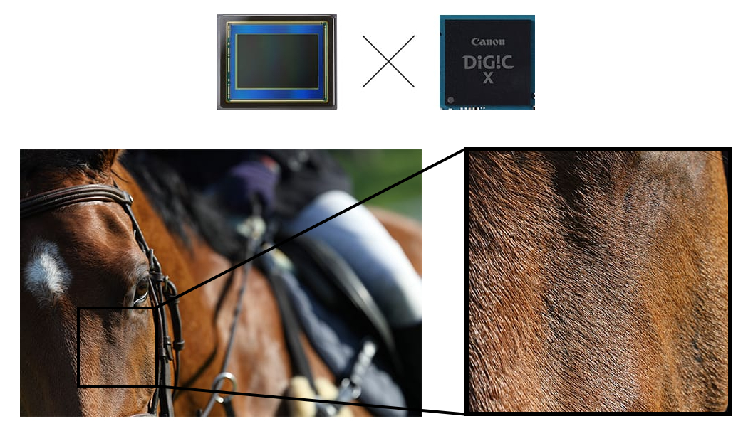 EOS R6 Mark II 正式発表！ RF135mm F1.8 L IS USM と スピードライト EL-5 も同時発表 - pepe ...