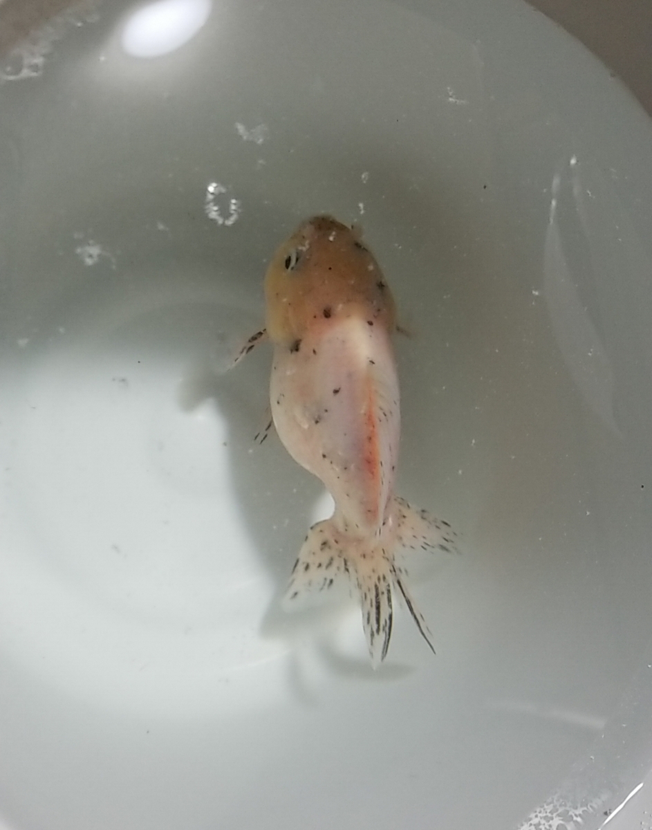 - ぺりどんブログ