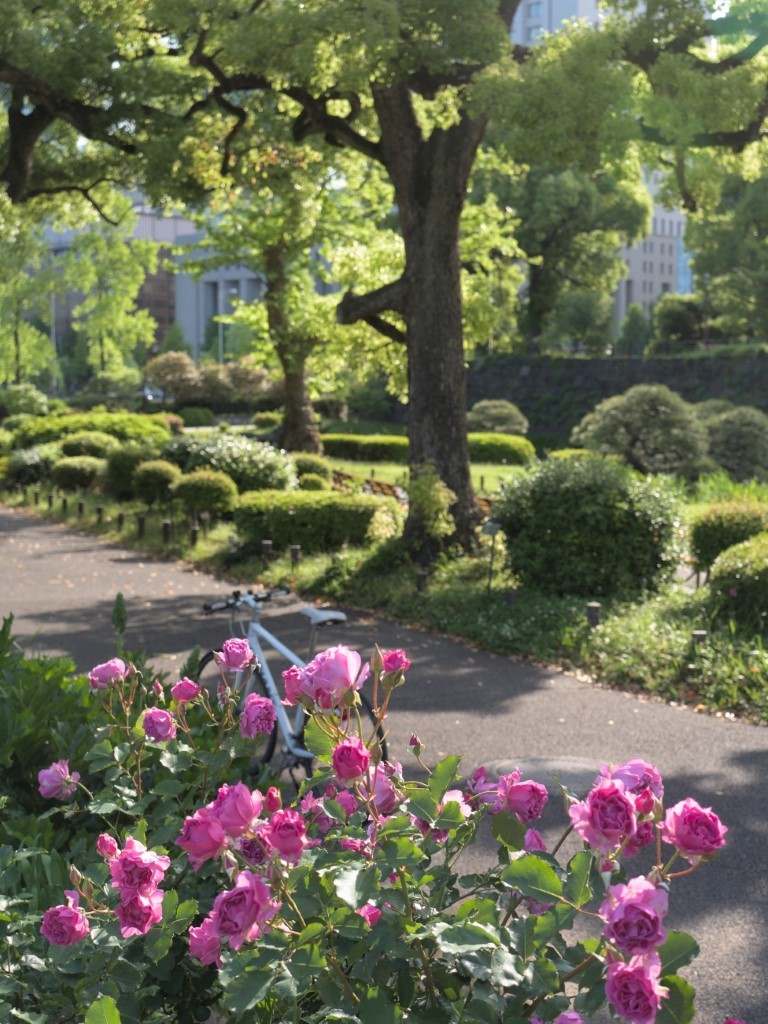 日比谷公園のネモフィラ - peroon's diary