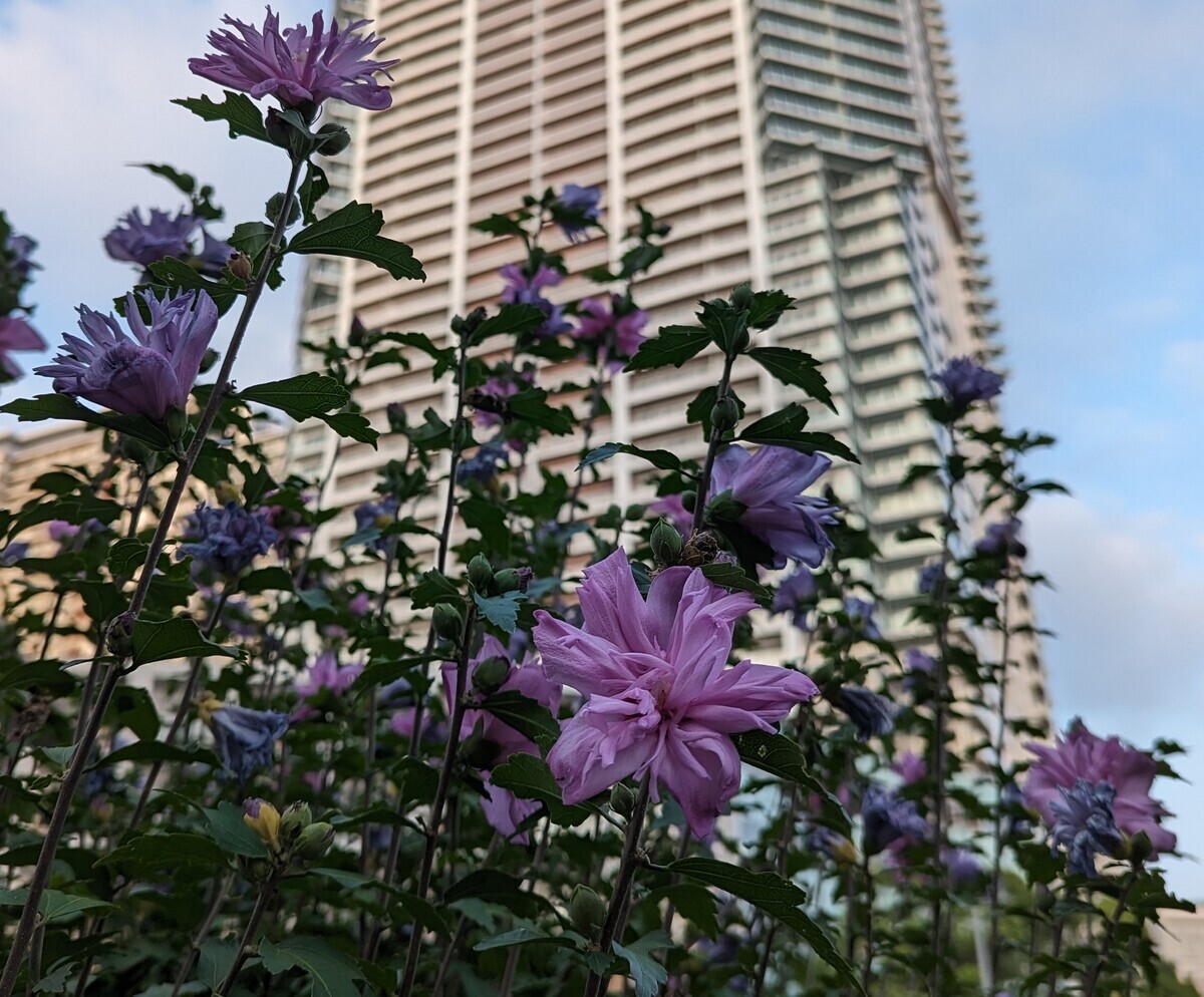 Pixel7と行く、夏早朝、豊洲サイクリング 2023 - peroon's diary