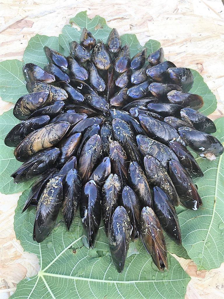 La mouclade aux aiguilles de pin ムール貝の松葉蒸し焼き - PETIT CUISINIER GASCON