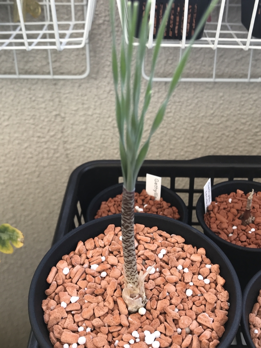 ゲチリス シリアリス／Gethyllis ciliaris - たまねぎとじゃがいも